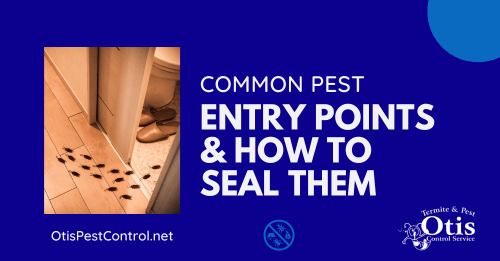 Common Pest Entry Points & How to Seal Them