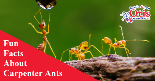 Fun Facts About Carpenter Ants