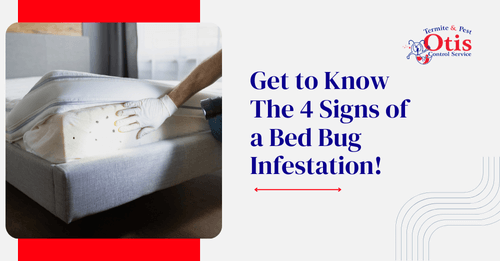Get to Know The 4 Signs of a Bed Bug Infestation!