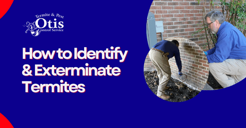 How to Identify & Exterminate Termites