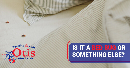 Is It a Bed Bug or Something Else?