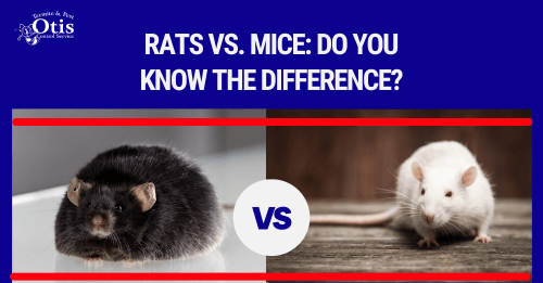Rats vs. Mice: Do You Know The Difference?