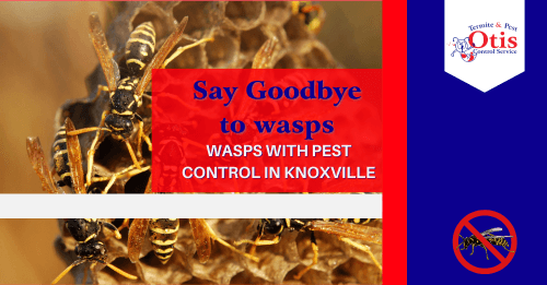 Say Goodbye to Wasps with Pest Control in Knoxville