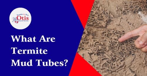 What Are Termite Mud Tubes?