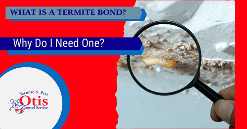 What Is a Termite Bond & Why Do I Need One?