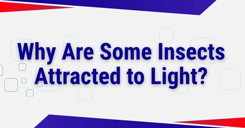Why Are Some Insects Attracted to Light?