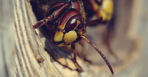 What Pests Are Lurking in Your Gutters?